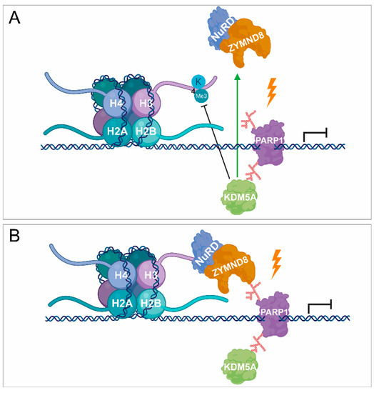 PARylation During Transcription: Insights into the Fine-Tuning ...