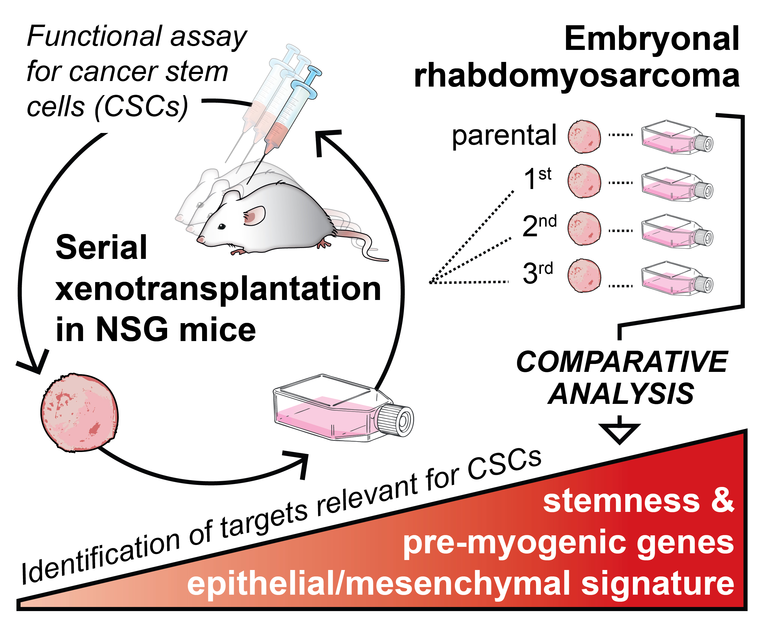 Cancers | Free Full-Text | Serial Xenotransplantation in NSG Mice ...