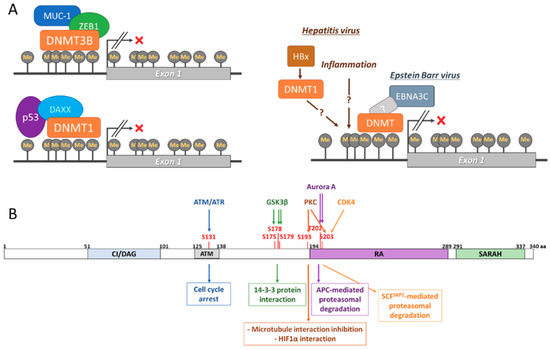 RASSF1A Tumour Suppressor: Target the Network for Effective Cancer Therapy