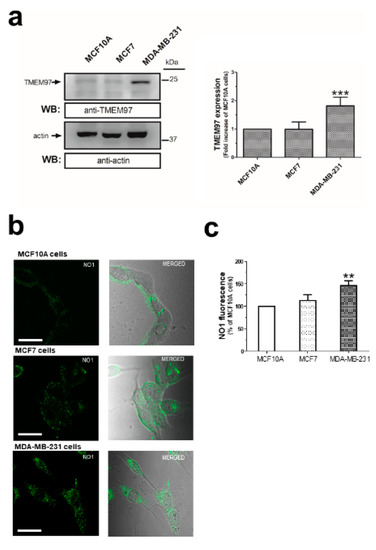 NO1, a New Sigma 2 Receptor/TMEM97 Fluorescent Ligand, Downregulates ...