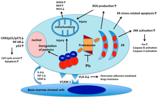 Proteasome Inhibitors for the Treatment of Multiple Myeloma