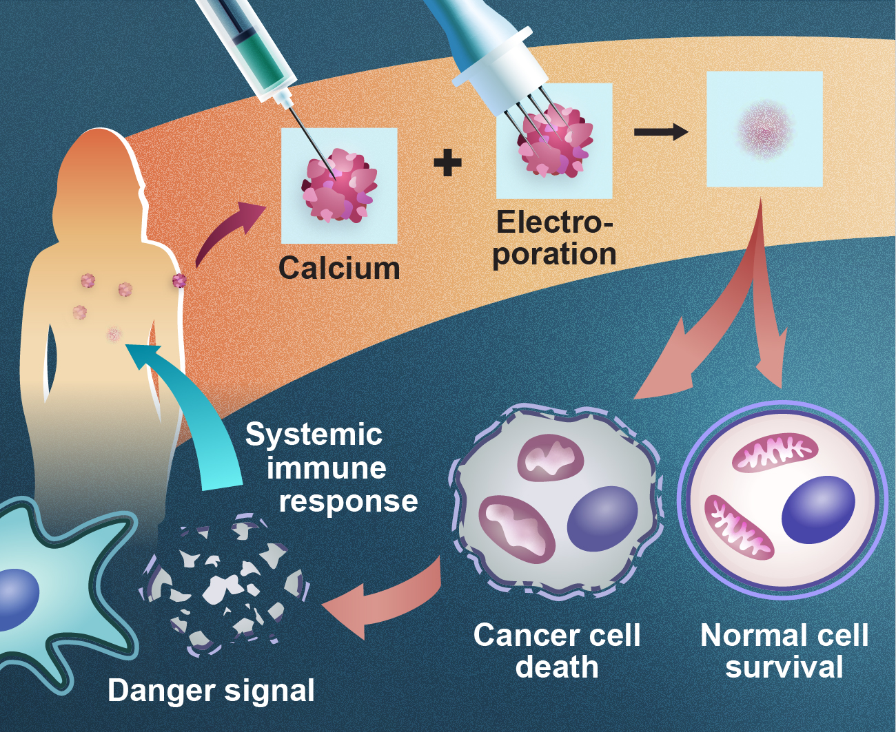 Cancers Free Full Text A Comprehensive Review Of Calcium