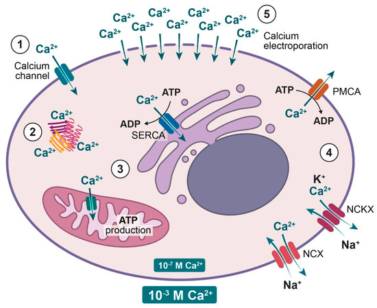 A Comprehensive Review of Calcium Electroporation—A Novel Cancer ...