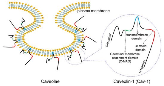Multifaceted Roles of Caveolin-1 in Lung Cancer: A New Investigation ...