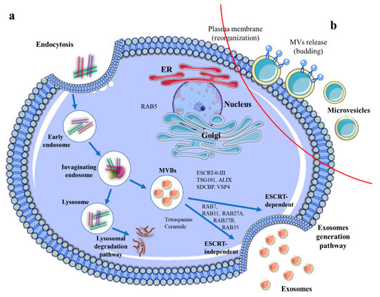 A Comprehensive Picture of Extracellular Vesicles and Their Contents ...