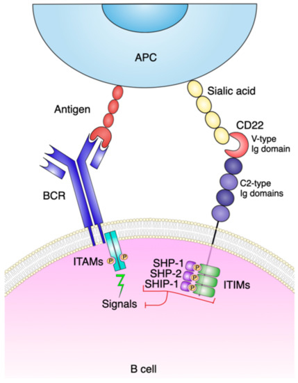 CD22 Expression in B-Cell Acute Lymphoblastic Leukemia: Biological ...