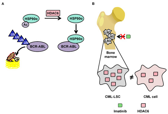 HDAC6—An Emerging Target Against Chronic Myeloid Leukemia?