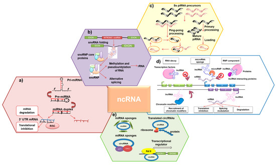 The Non-Coding RNA Landscape of Plasma Cell Dyscrasias