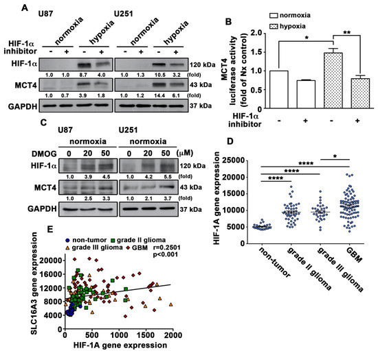 Monocarboxylate Transporter 4 Regulates Glioblastoma Motility and ...