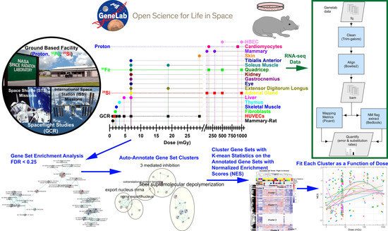 Cancers | Special Issue : Animal Models for Radiotherapy Research