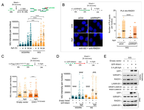 Checkpoint Defects Elicit a WRNIP1-Mediated Response to Counteract R-Loop-Associated Genomic ...
