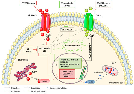 T-Type Calcium Channels: A Potential Novel Target in Melanoma
