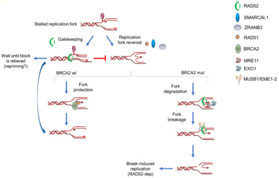 Physiological and Pathological Roles of RAD52 at DNA Replication Forks