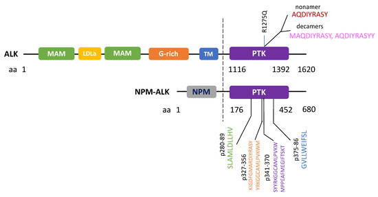 Emerging Roles of ALK in Immunity and Insights for Immunotherapy