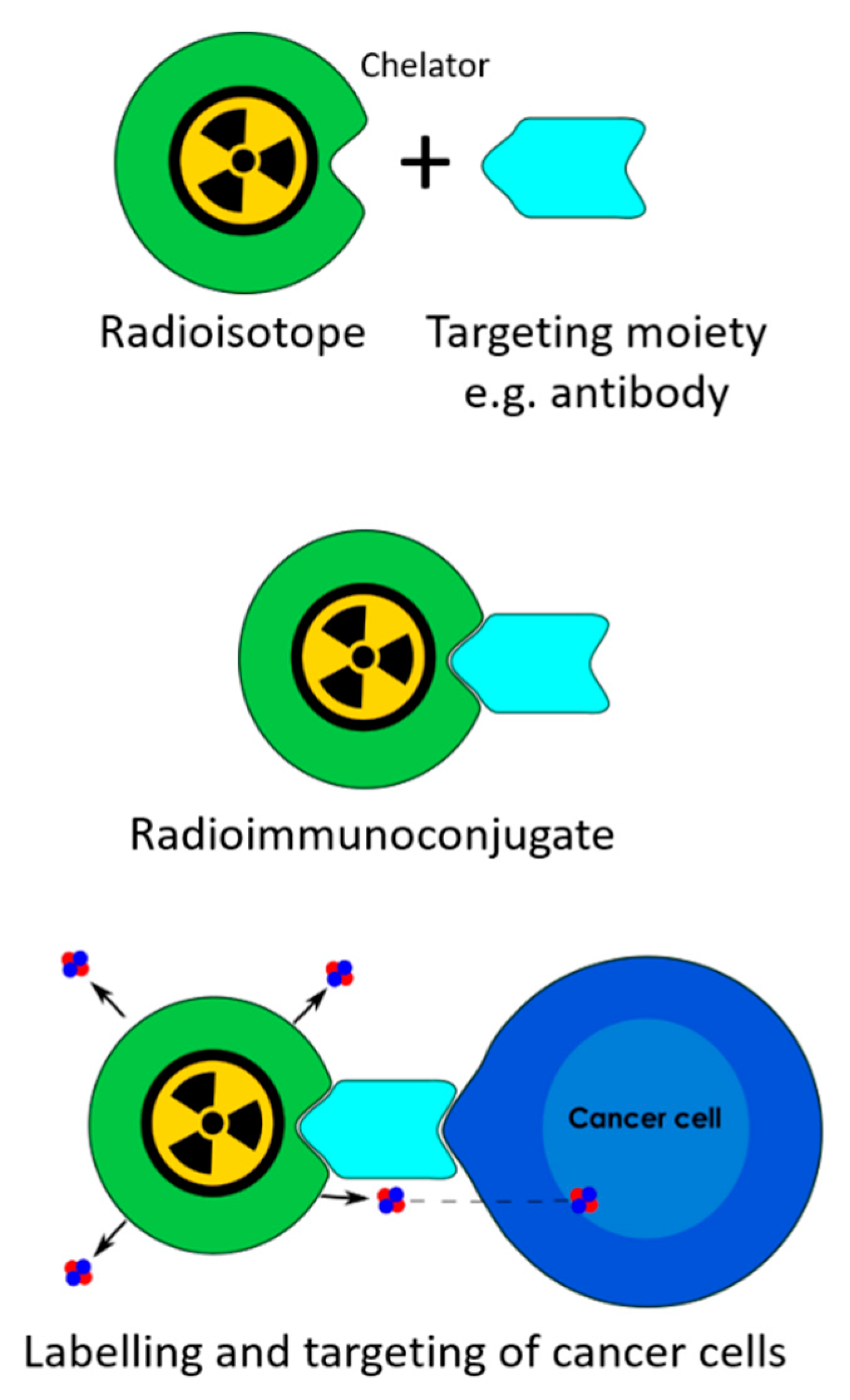 Radioimmunotherapy of Pancreatic Ductal Adenocarcinoma: A Review of the ...