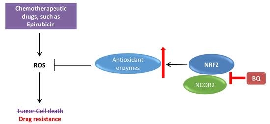 Cancers | Free Full-Text | A Splice Variant of NCOR2, BQ323636.1 ...
