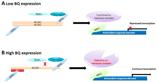 A Splice Variant of NCOR2, BQ323636.1, Confers Chemoresistance in ...