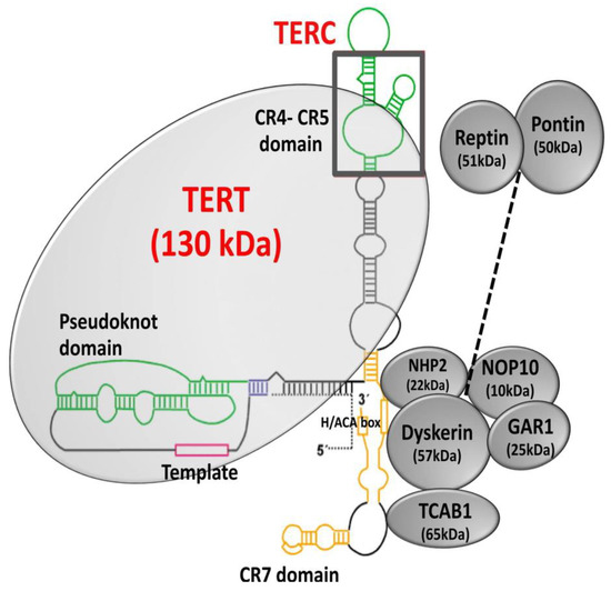 Telomeres and Telomere Length: A General Overview