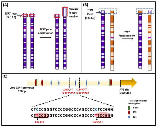 Telomeres and Telomere Length: A General Overview