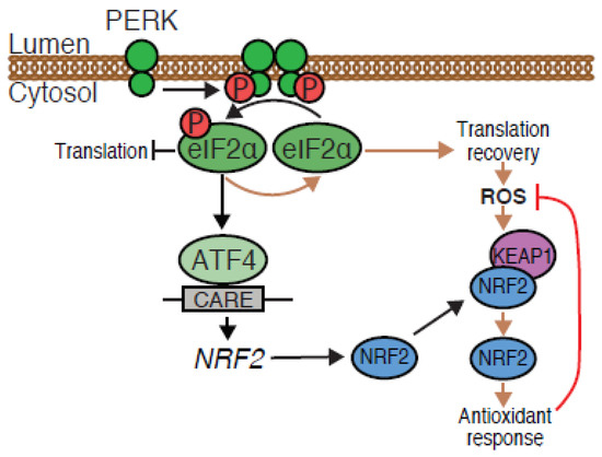 ATF4-Dependent NRF2 Transcriptional Regulation Promotes Antioxidant ...