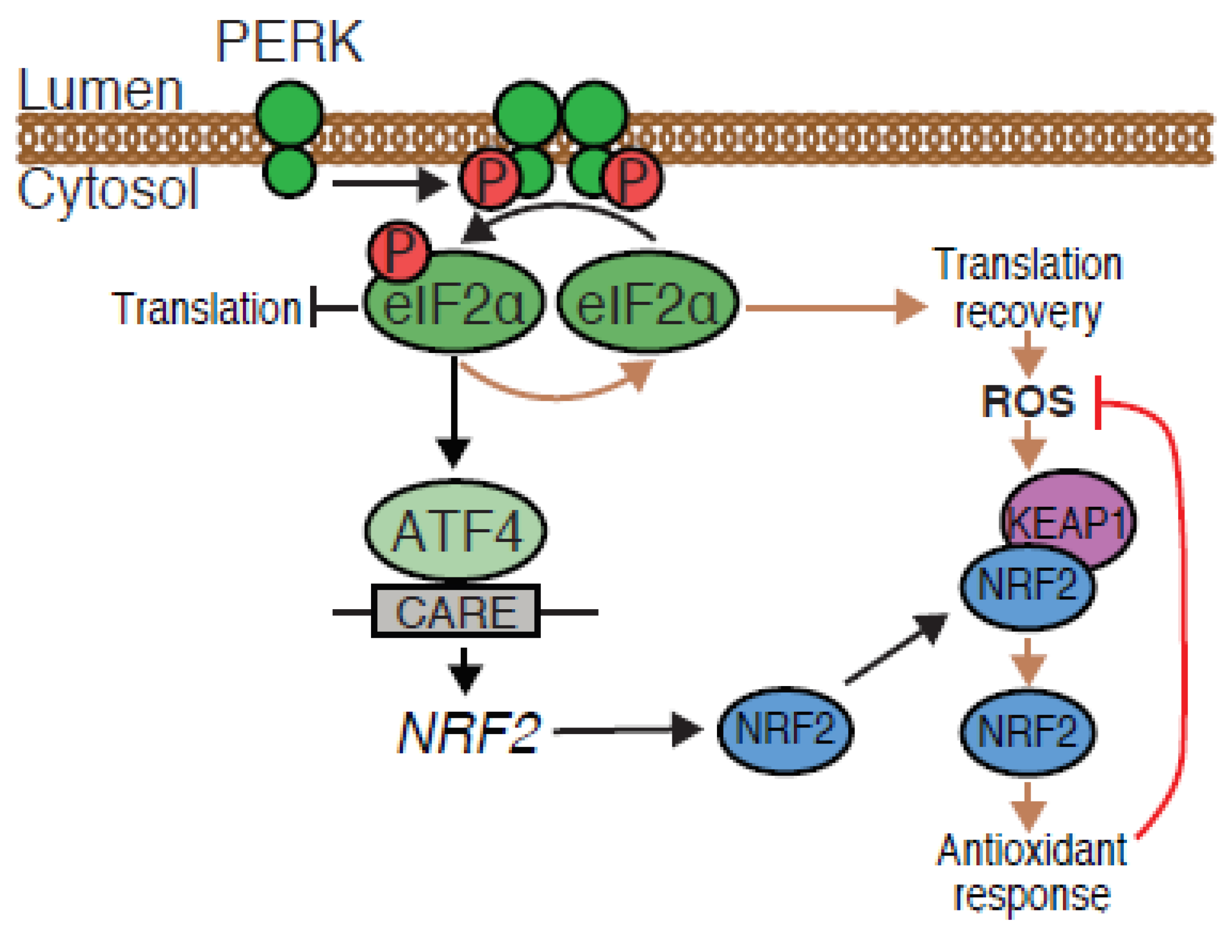 ATF4-Dependent NRF2 Transcriptional Regulation Promotes Antioxidant ...