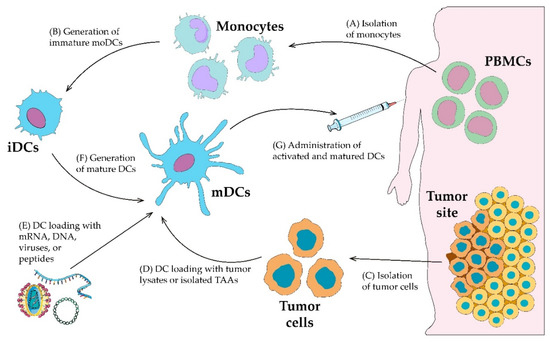 Cancers Free Full Text Dendritic Cells In Anticancer Vaccination