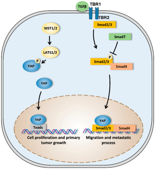 Hippo/YAP Signaling Pathway: A Promising Therapeutic Target in Bone Paediatric Cancers?