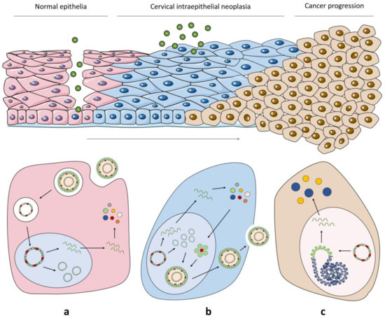 The Interplay between Antiviral Signalling and Carcinogenesis in Human ...