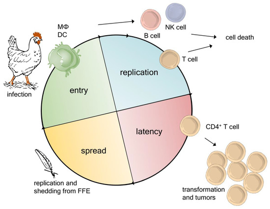Latest Insights into Marek’s Disease Virus Pathogenesis and Tumorigenesis