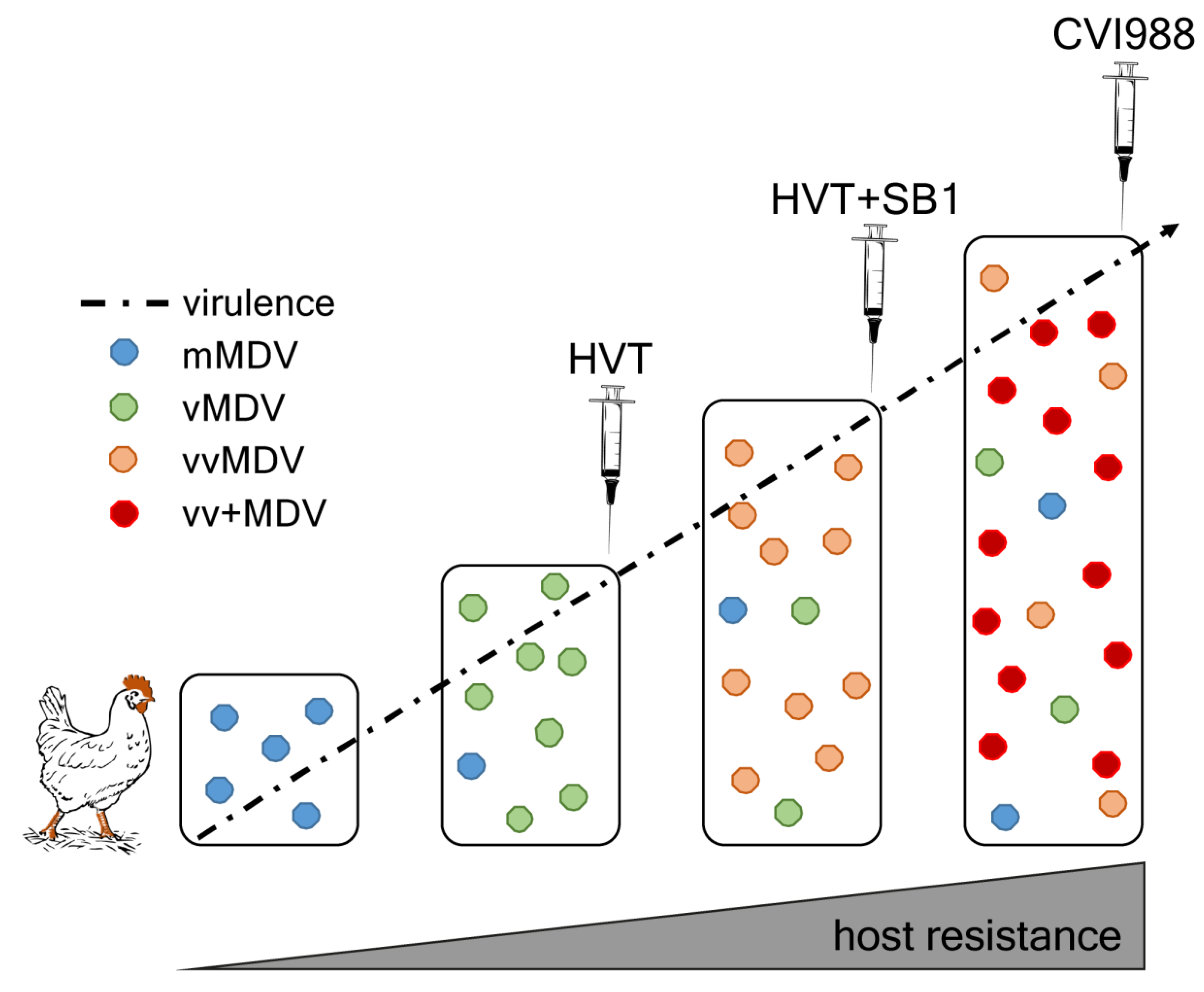 Latest Insights into Marek’s Disease Virus Pathogenesis and Tumorigenesis
