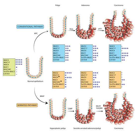 Mechanistic and Functional Shades of Mucins and Associated Glycans in ...