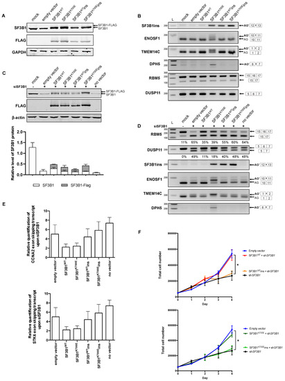 Human Cancer-Associated Mutations of SF3B1 Lead to a Splicing ...