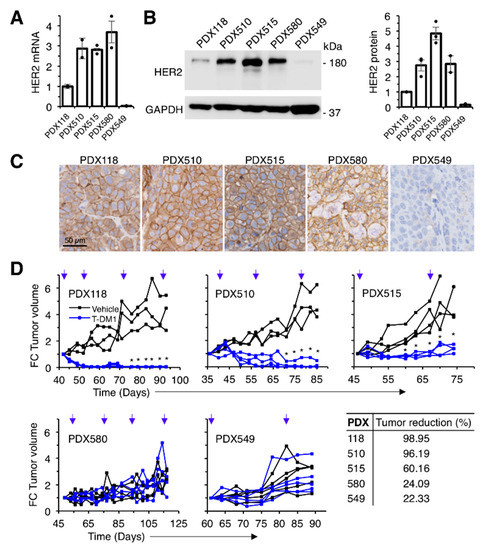 The Second Generation Antibody-Drug Conjugate SYD985 Overcomes ...
