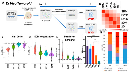 Cancers | Special Issue : Cancer Organoids in Basic Science and ...