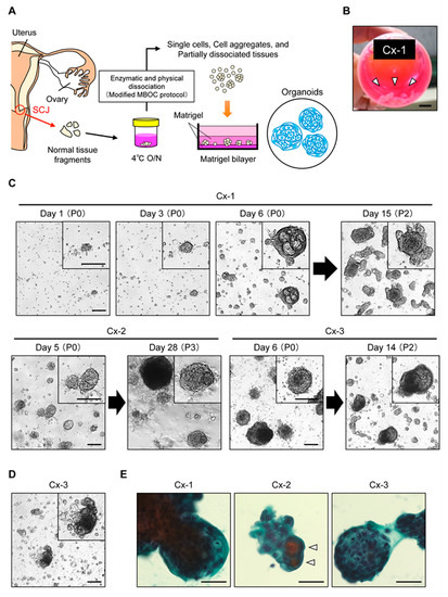 Establishment and Molecular Phenotyping of Organoids from the ...