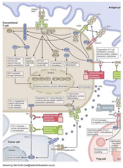 Review of Indications of FDA-Approved Immune Checkpoint Inhibitors per ...
