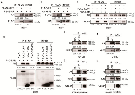 KLF5 Is Crucial for Androgen-AR Signaling to Transactivate Genes and ...