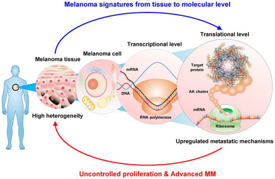 Cancers | Free Full-Text | Protein Expression in Metastatic Melanoma ...