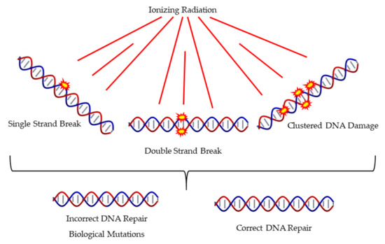 Ionizing Radiation and Complex DNA Damage: Quantifying the Radiobiological Damage Using Monte ...