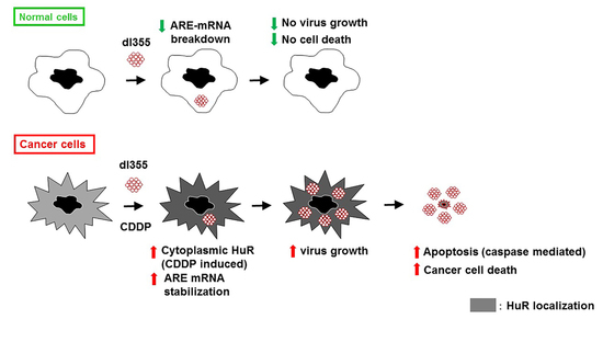 Cancers | Special Issue : The Role of Adenovirus in Cancer Therapy