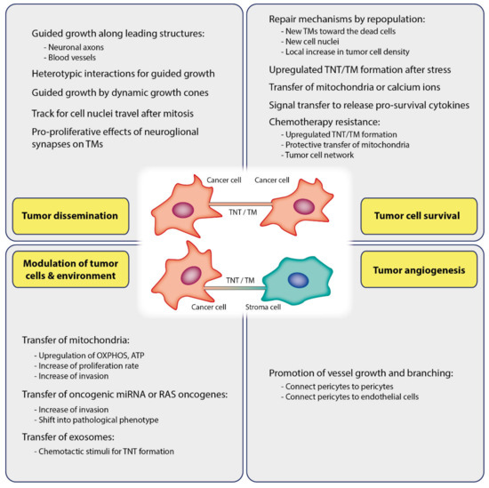 Tunneling Nanotubes and Tumor Microtubes in Cancer