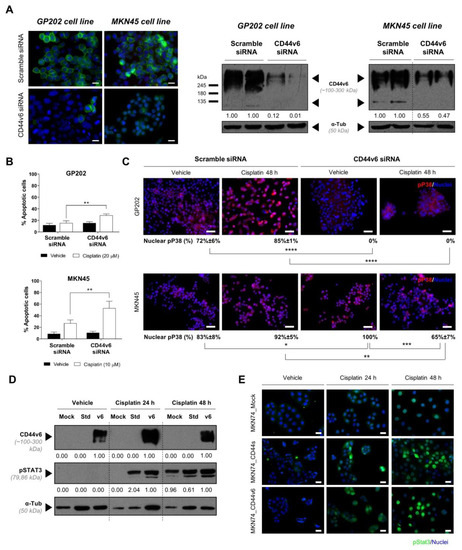 Expression of CD44v6-Containing Isoforms Influences Cisplatin Response ...