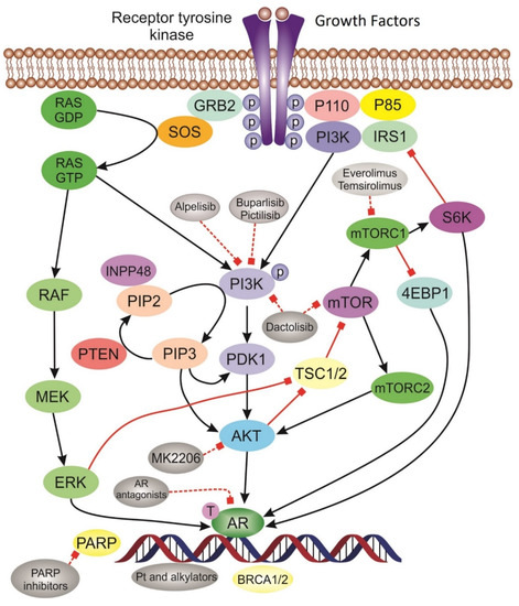 The Landscape of Targeted Therapies in TNBC