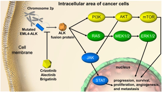 Cancers | Free Full-Text | Brigatinib and Alectinib for ALK Rearrangement-Positive Advanced Non ...