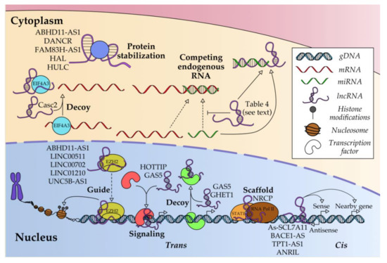 The Challenges and Opportunities of LncRNAs in Ovarian Cancer Research ...