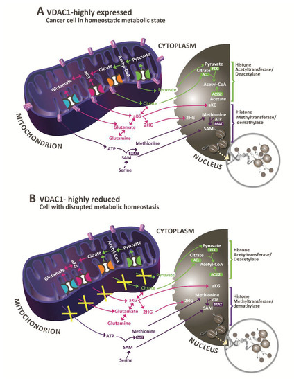 The Mitochondrial Protein VDAC1 at the Crossroads of Cancer Cell ...