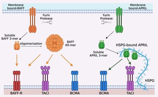 Cancers | Free Full-Text | Transmembrane Activator and CAML Interactor ...