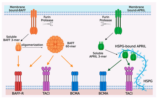 Transmembrane Activator and CAML Interactor (TACI): Another Potential ...