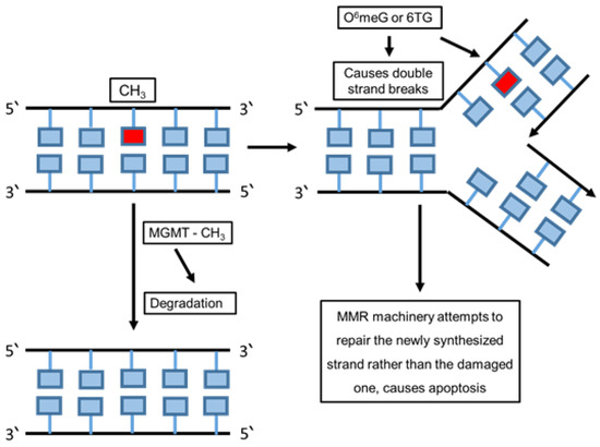 DNA Damage/Repair Management in Cancers