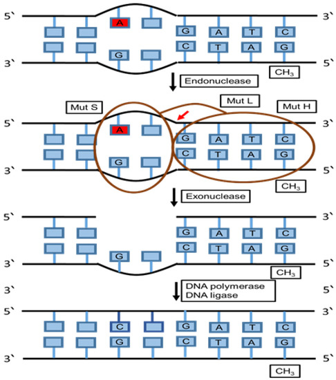DNA Damage/Repair Management in Cancers